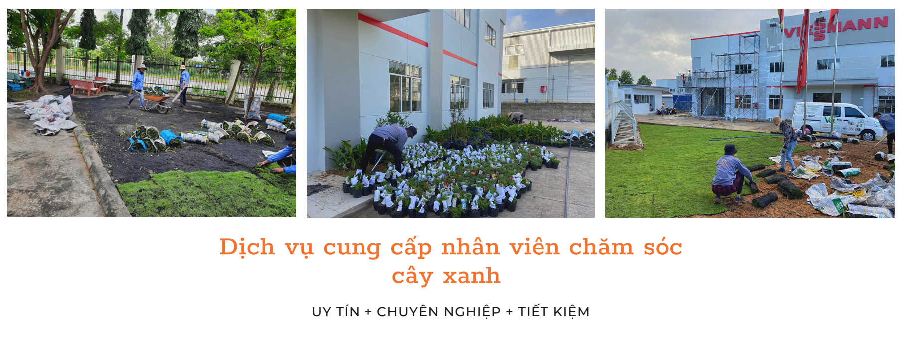 Bảng giá dịch vụ cung cấp nhân viên chăm sóc cây xanh Biên Hoà - Dịch vụ môi trường HoLa